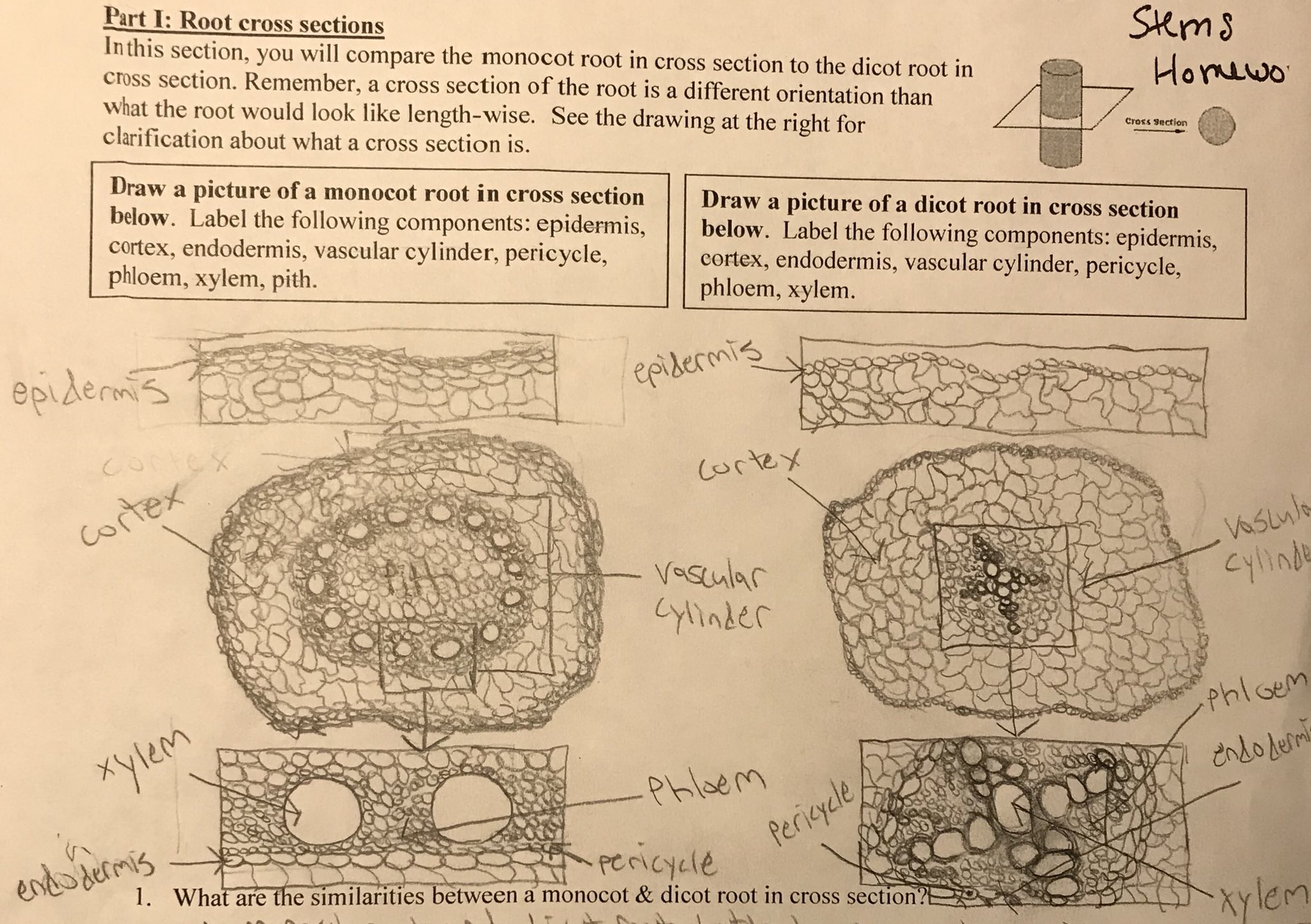 Root Cross Section Diagram