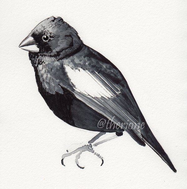 Lark Bunting Drawing