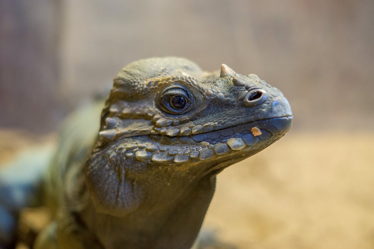 Rhinoceros Iguana