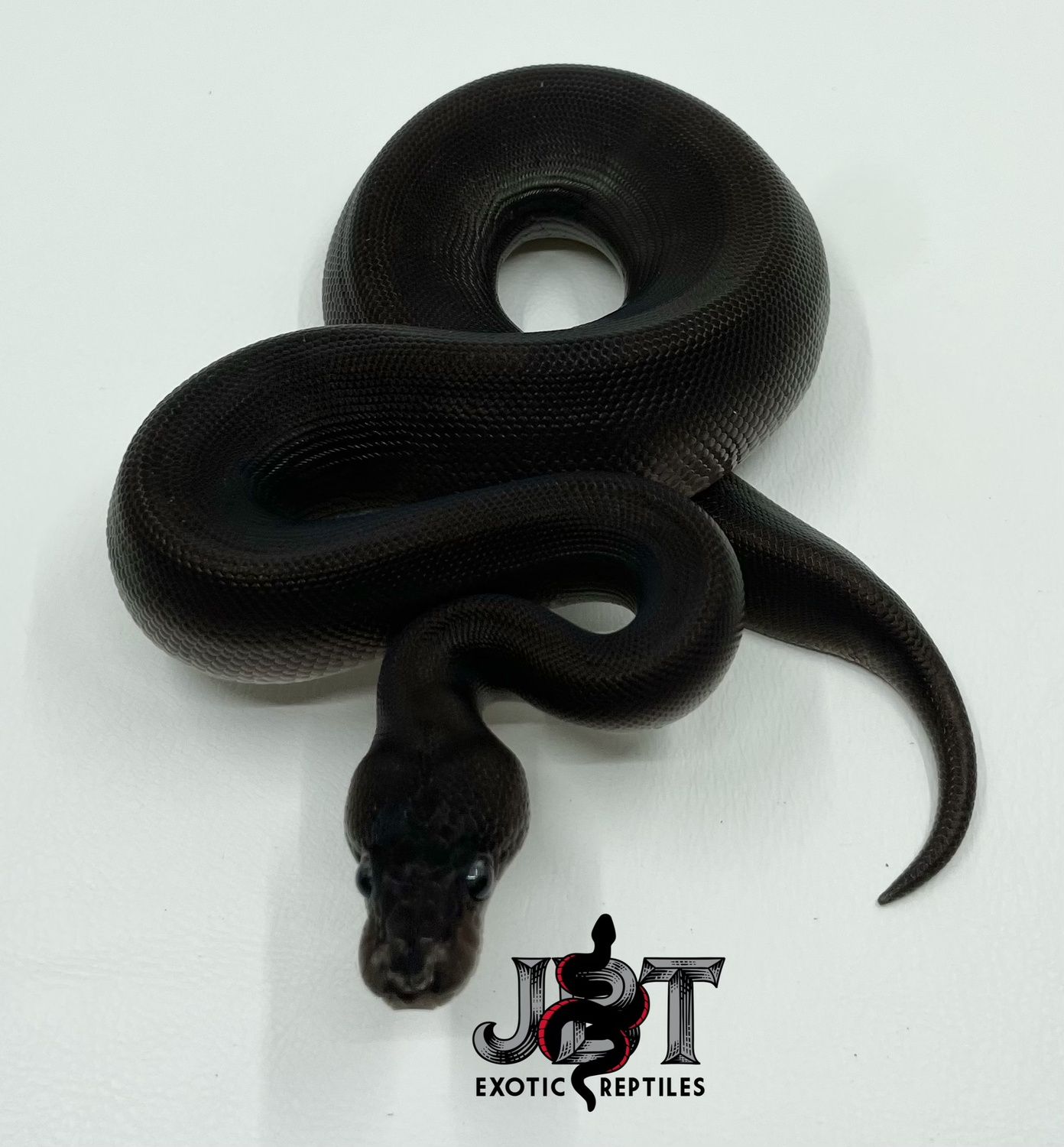 Super Black Pastel Ball Python Super Black Head 100% Het Pied F247185