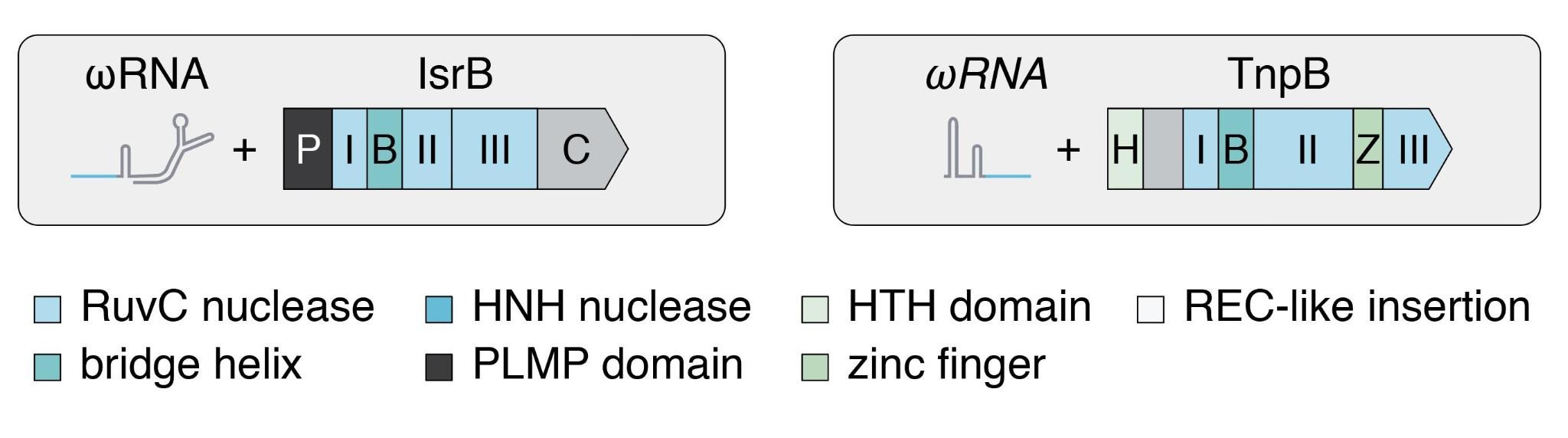 Feng Zhang on Twitter: "7/ Beyond IscB, we uncovered additional classes of OMEGA systems, TnpB ...