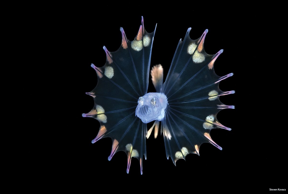 Affectionately nicknamed the “rainbow” Tripodfish, the colors on this ...