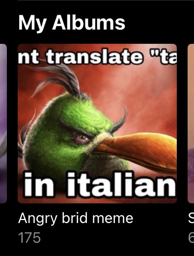 Angry Pigeon Meme