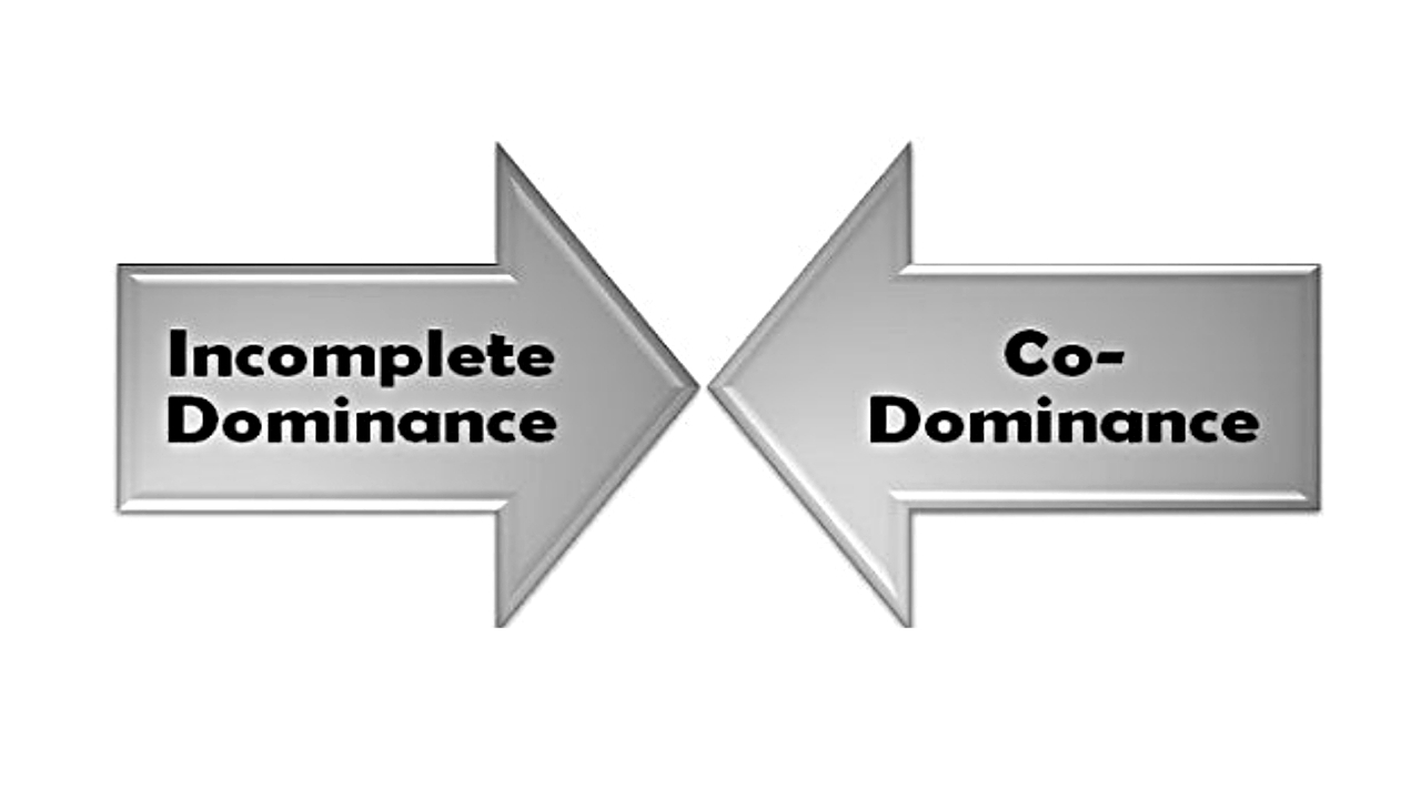 Incomplete Dominance Vs Codominance