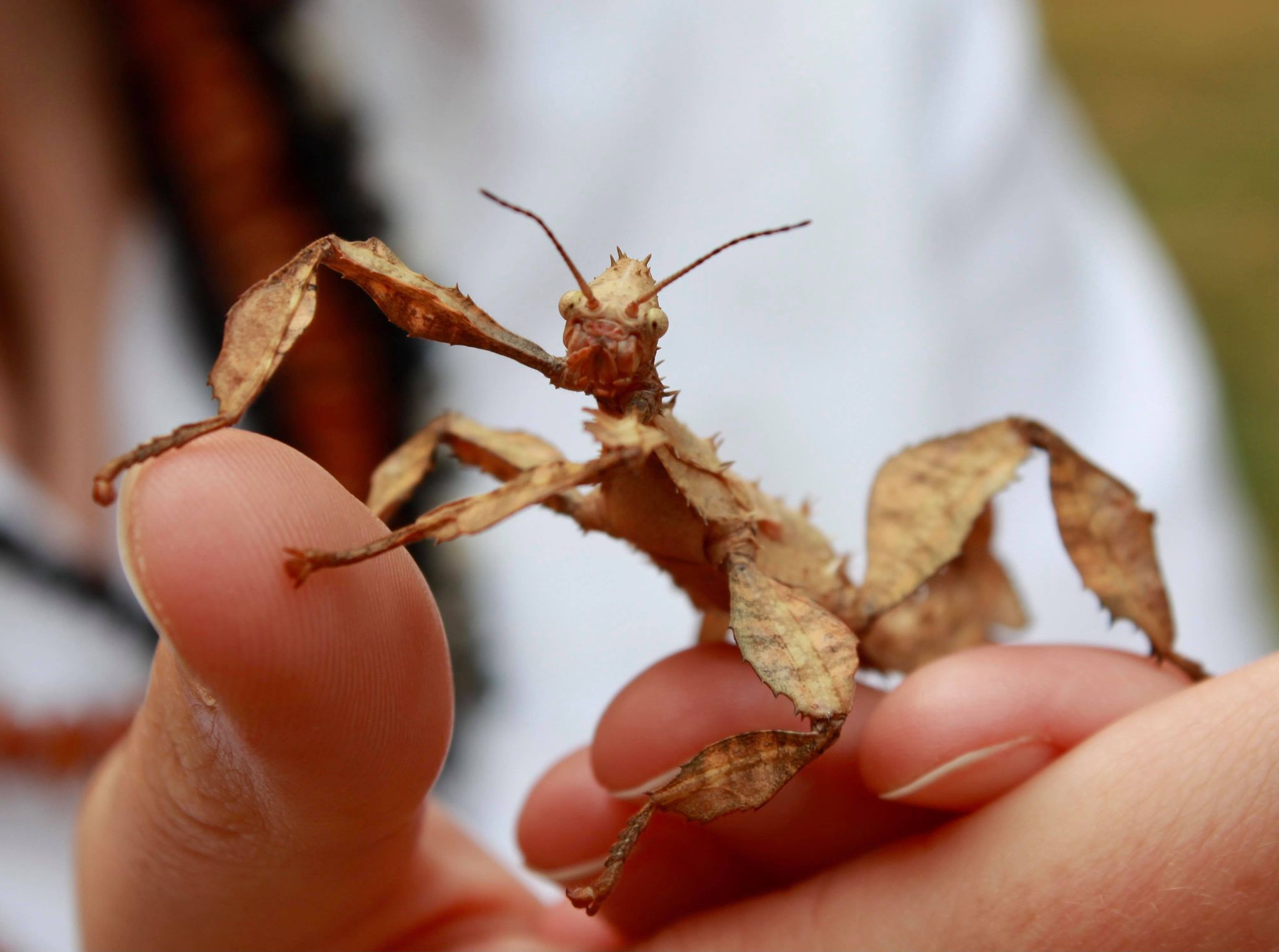 Australian Leaf Insect