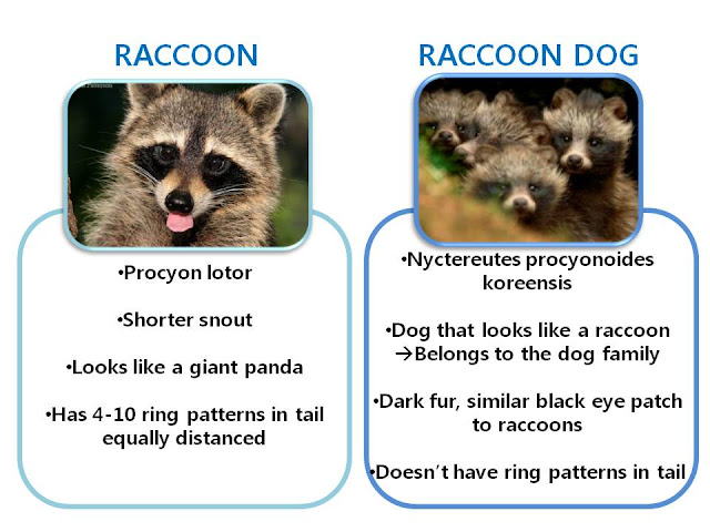 Whats The Difference Between A Raccoon And A Raccoon Dog