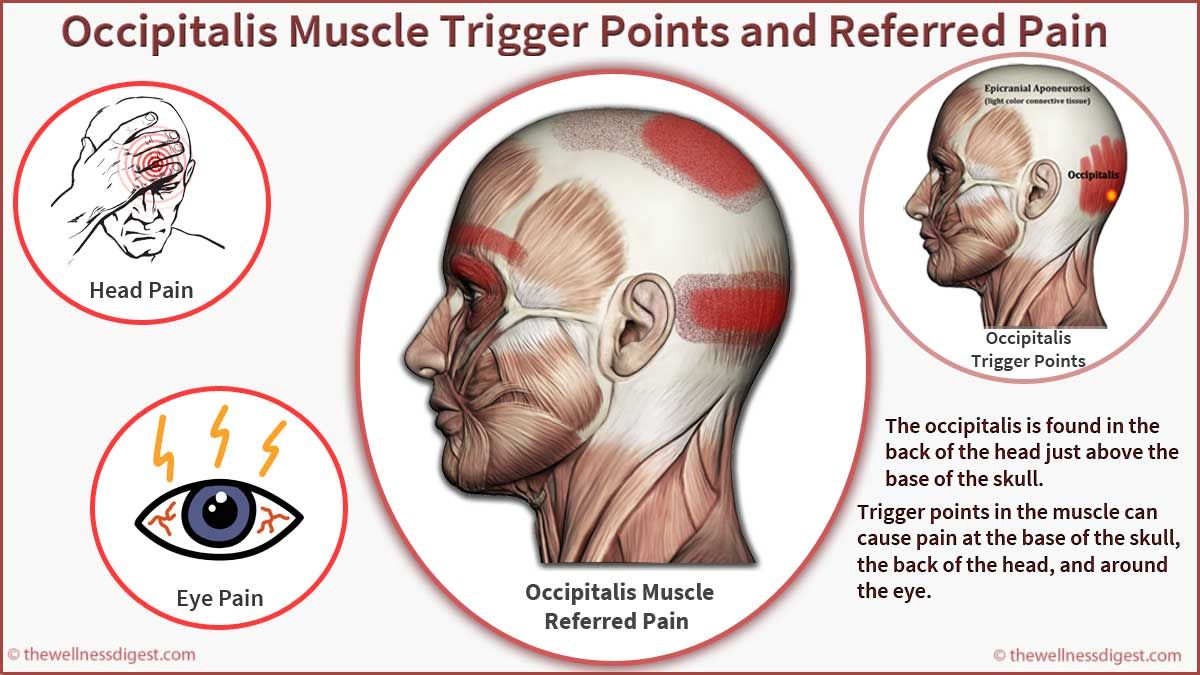 Scalp Trigger Points ZeenKind Occipital Release Tool & Trapezius