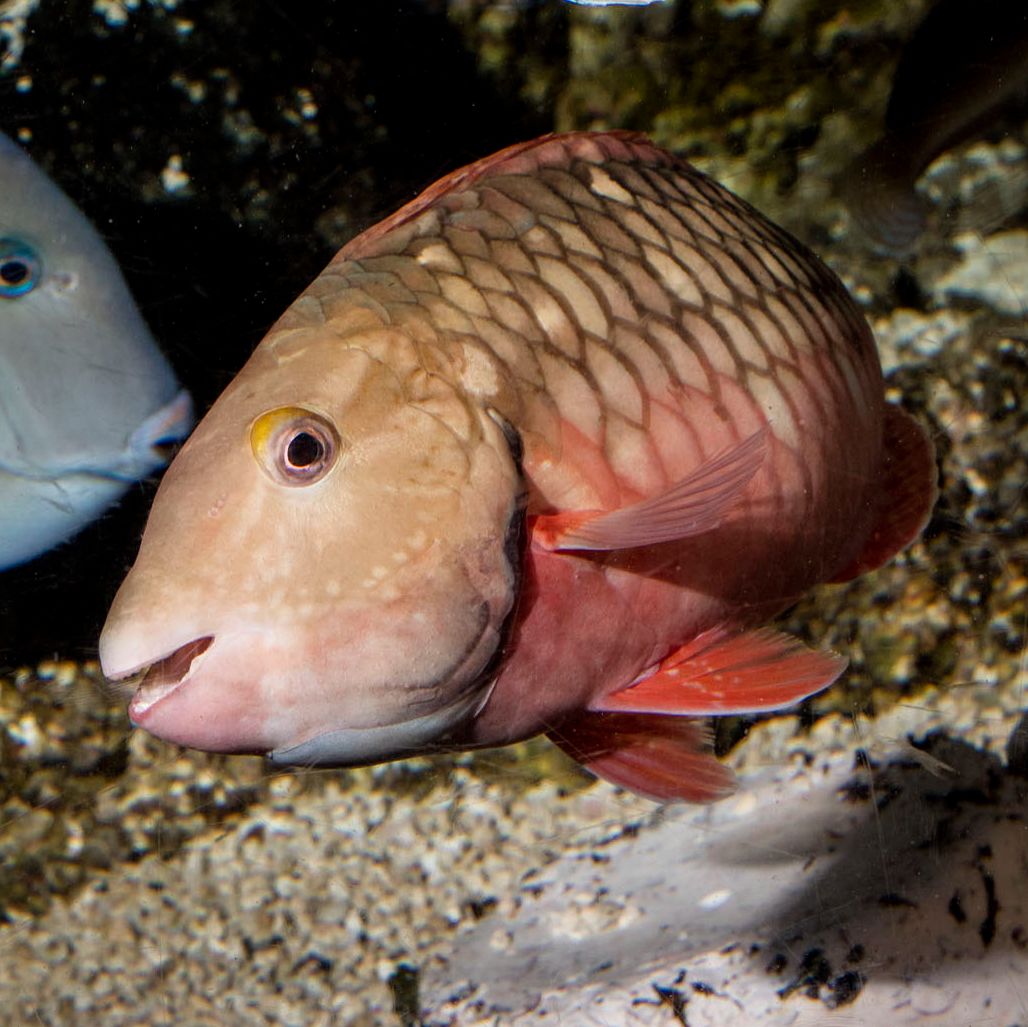 Rainbow Parrotfish Juvenile
