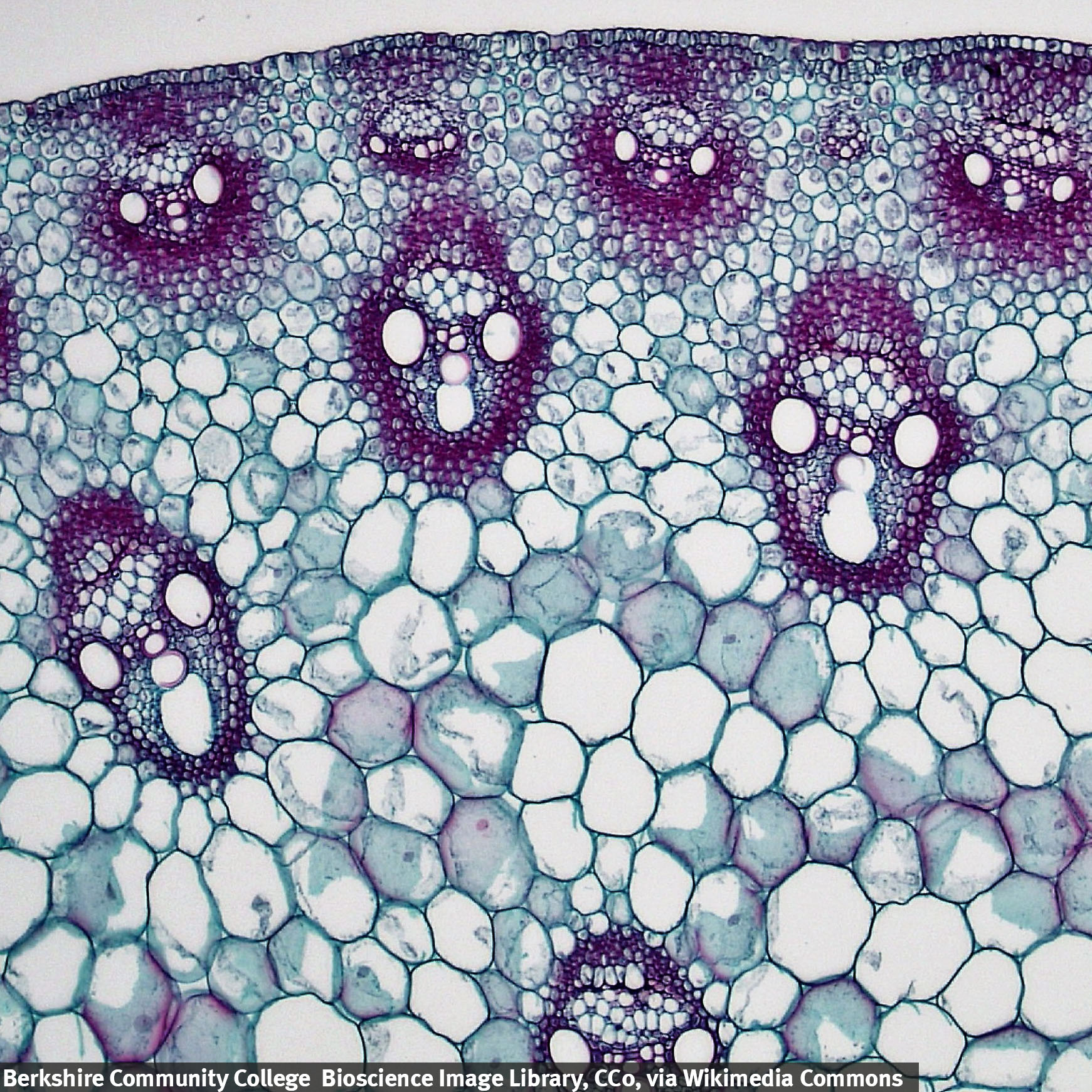 Stem Cells For Plants Under Microscope