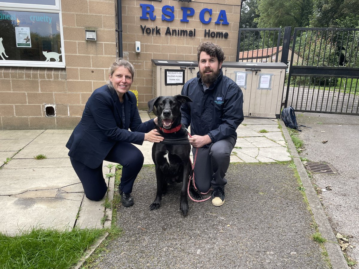 RSPCA York, Harrogate & District Branch - Adopt a cat