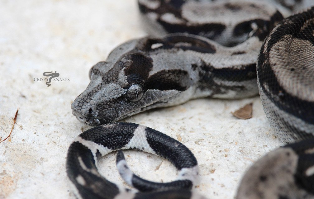 Peruvian Dragon Snake
