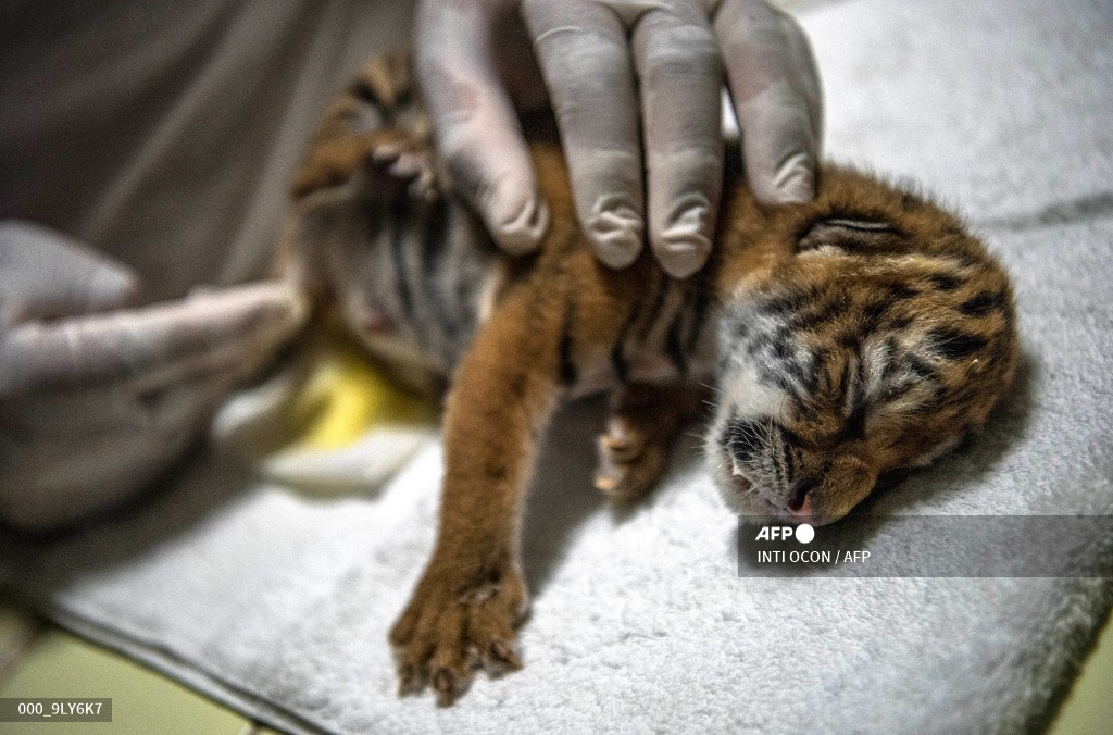 Breastfeeding Tiger