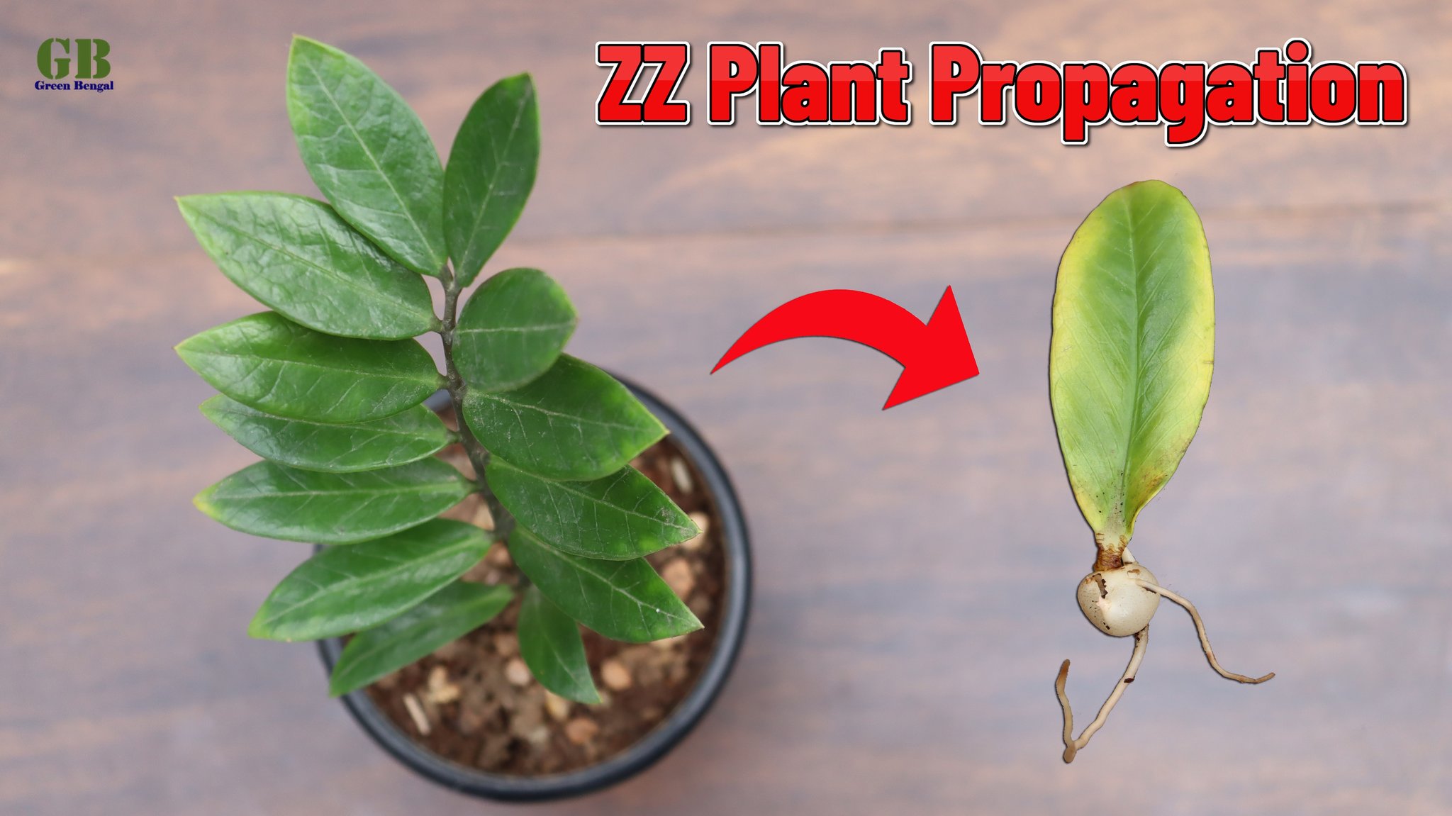Propagating ZZ Plant in Water and Soil (Cutting and Division) – planterhoma