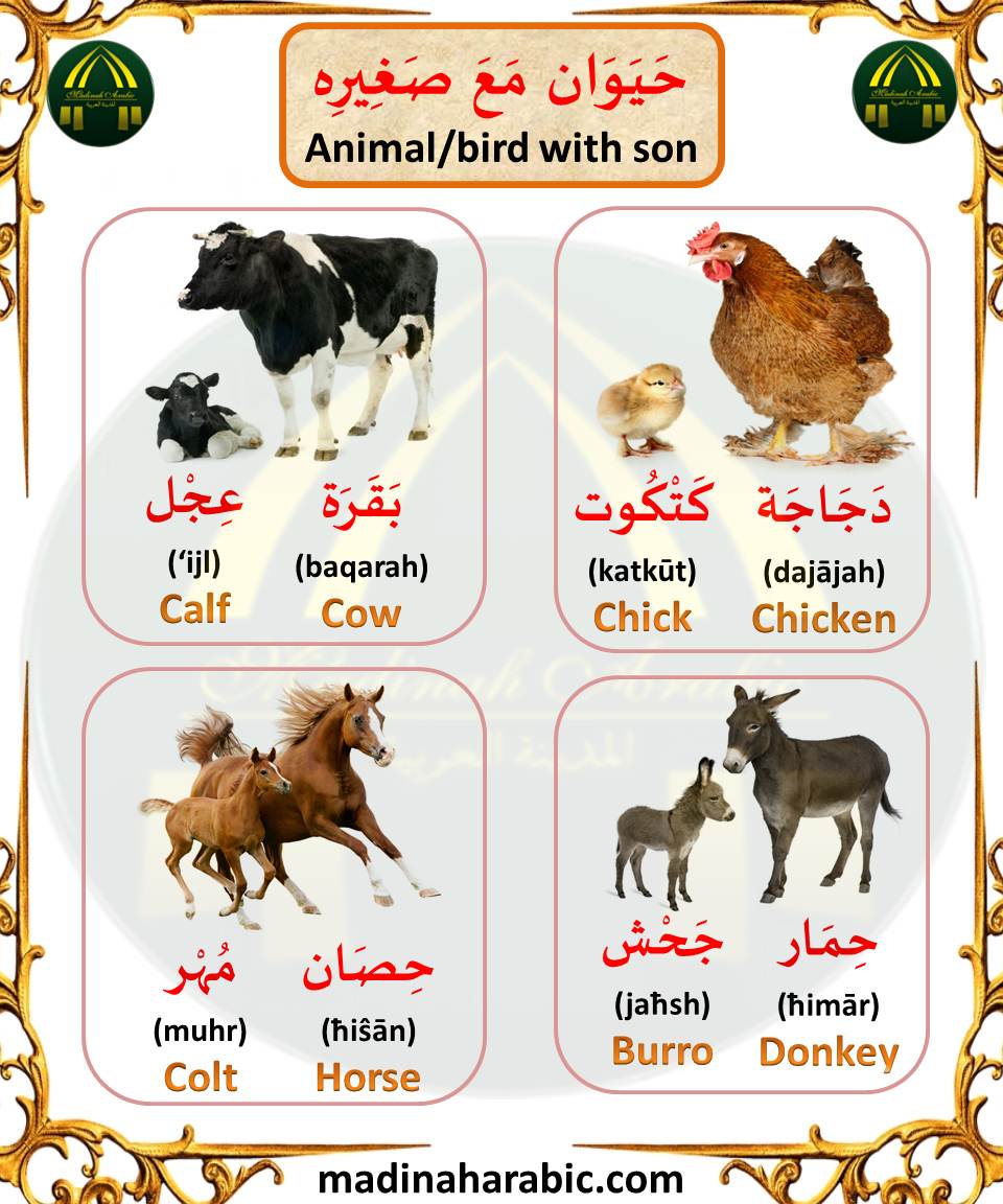 Madinah Arabic on Twitter: "حَيَوَان مَعَ صَغِيرِه Animal/bird with son ...