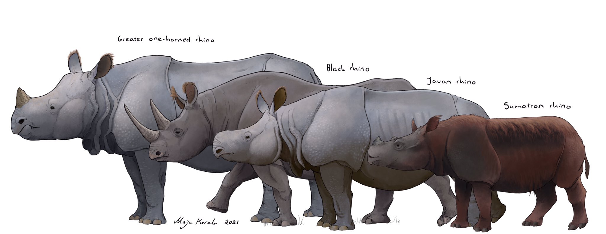 Rhino Evolution