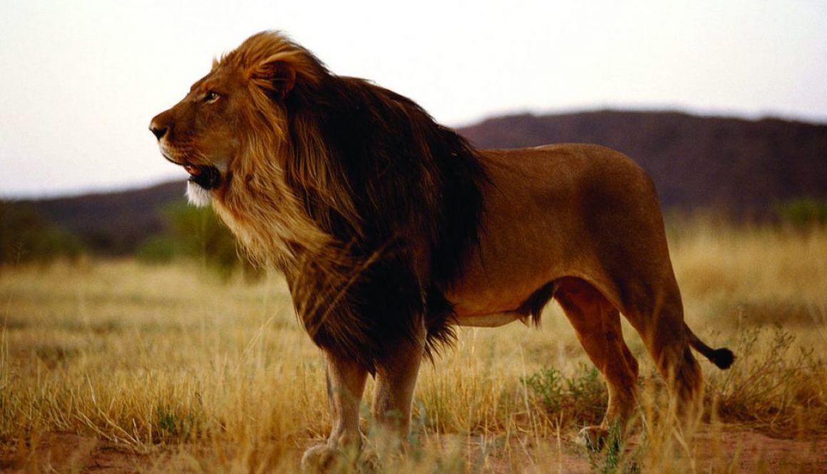 Black Maned Lion