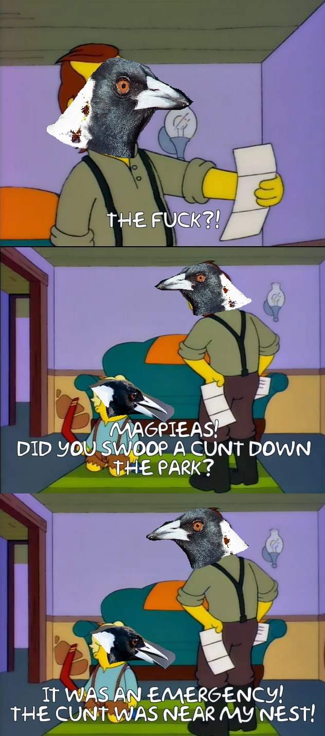 Spring Magpie Memes