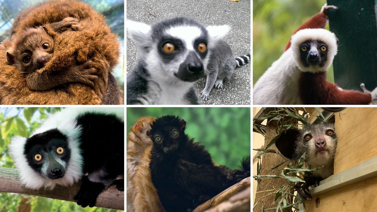 Types Of Lemurs