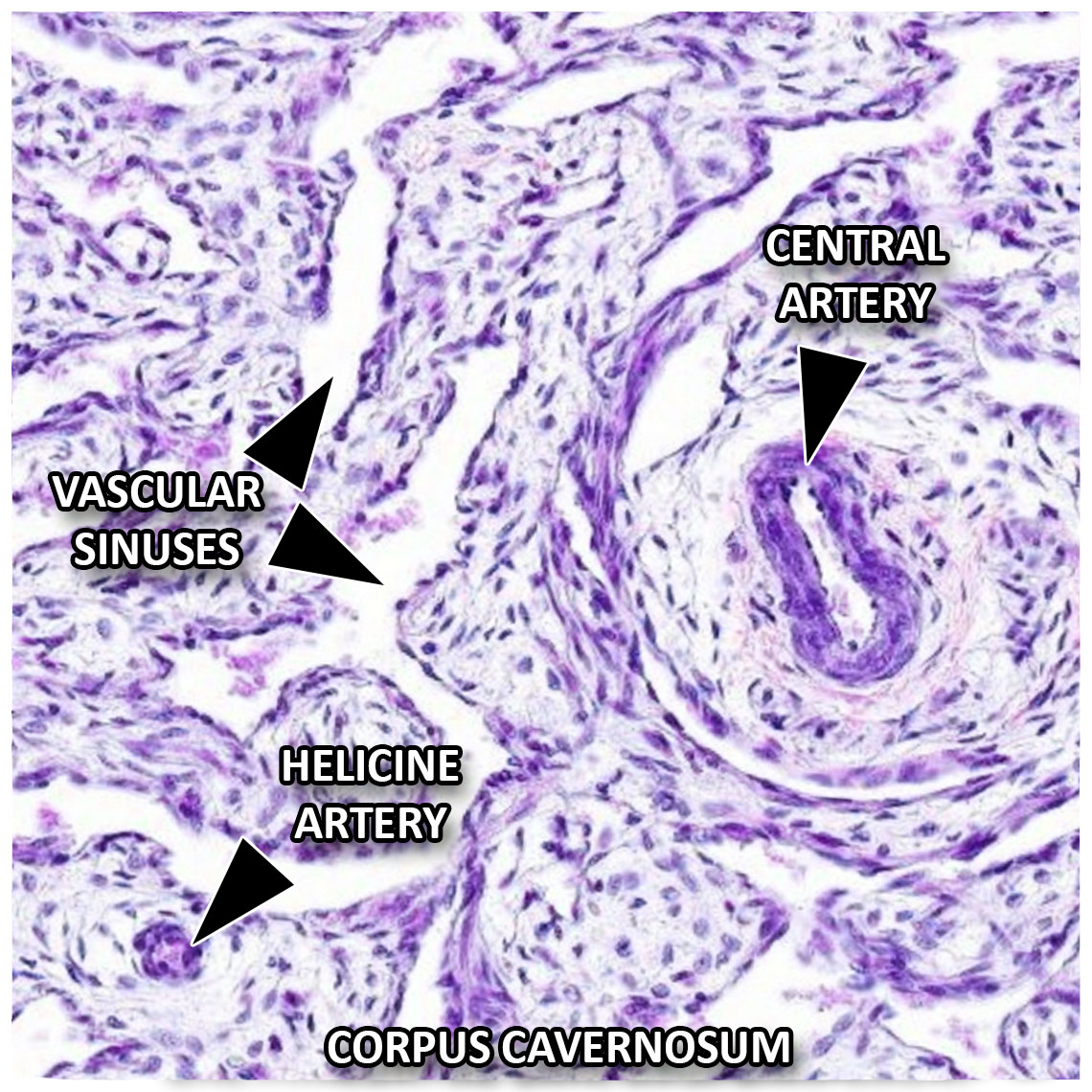 Corpus Spongiosum Histology
