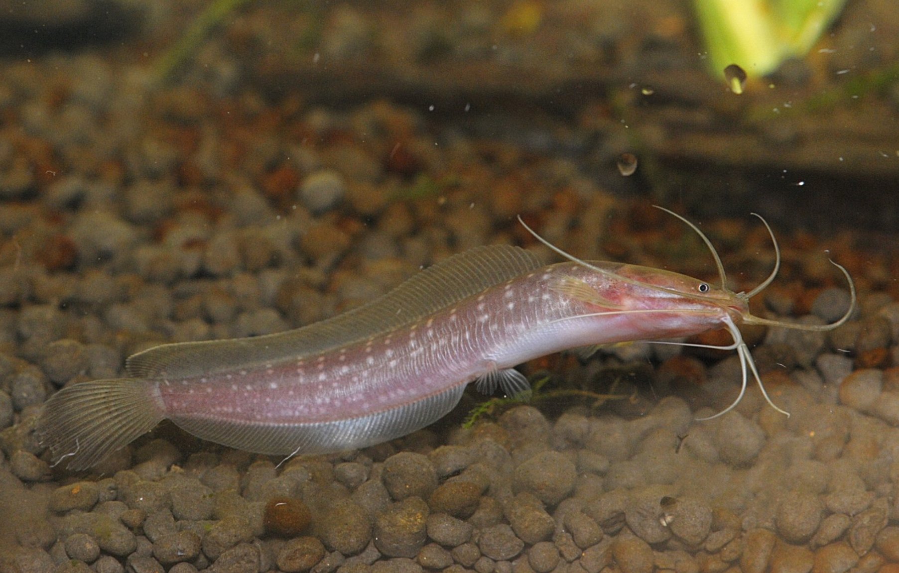 Albino Walking Catfish