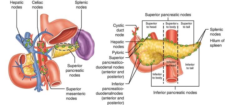 Celiac Nodes