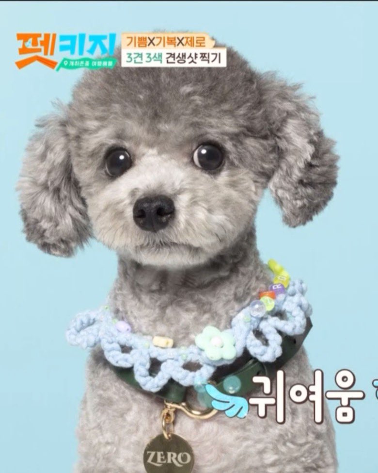 MyZero🐾 (@zer0an) | Twitter