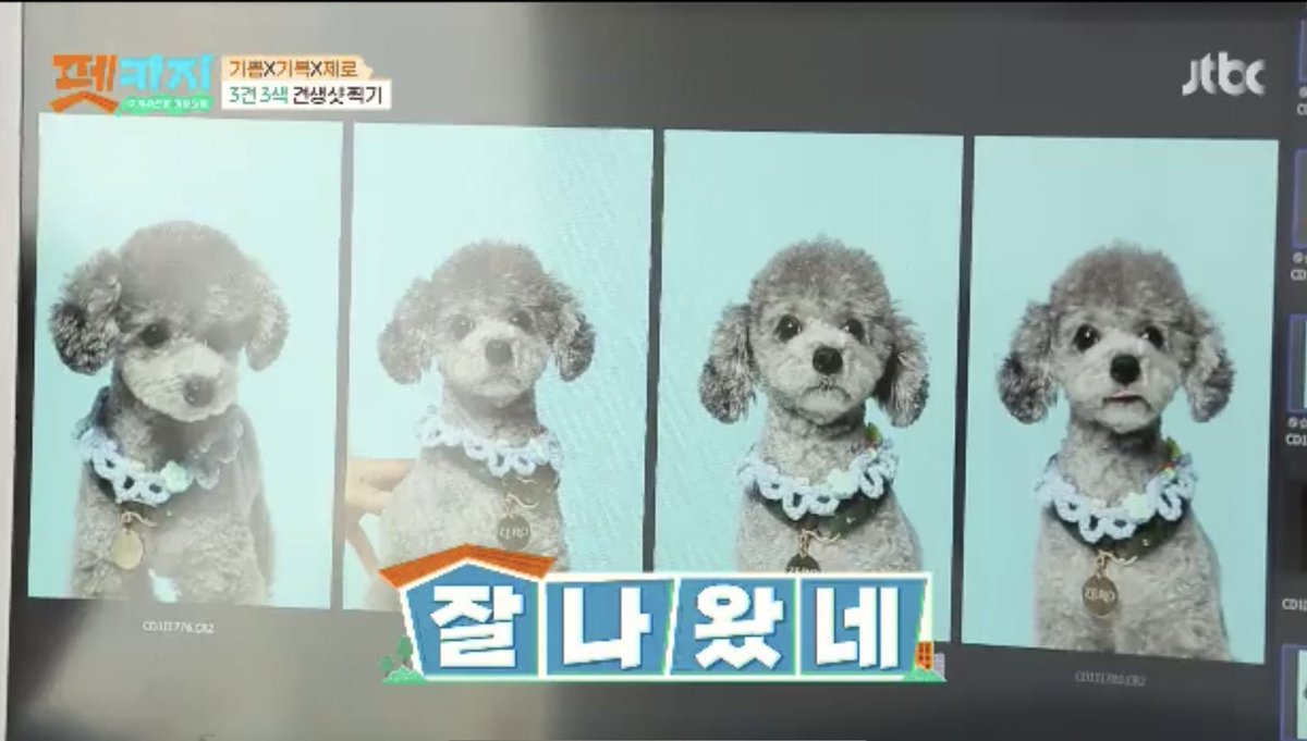 MyZero🐾 (@zer0an) | Twitter