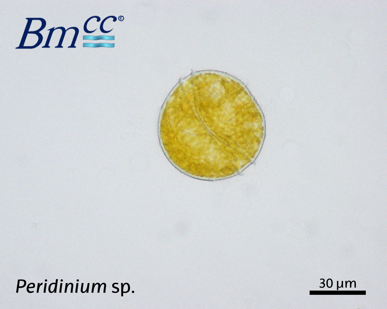 Peridinium Sp Phycokey Peridinium Images