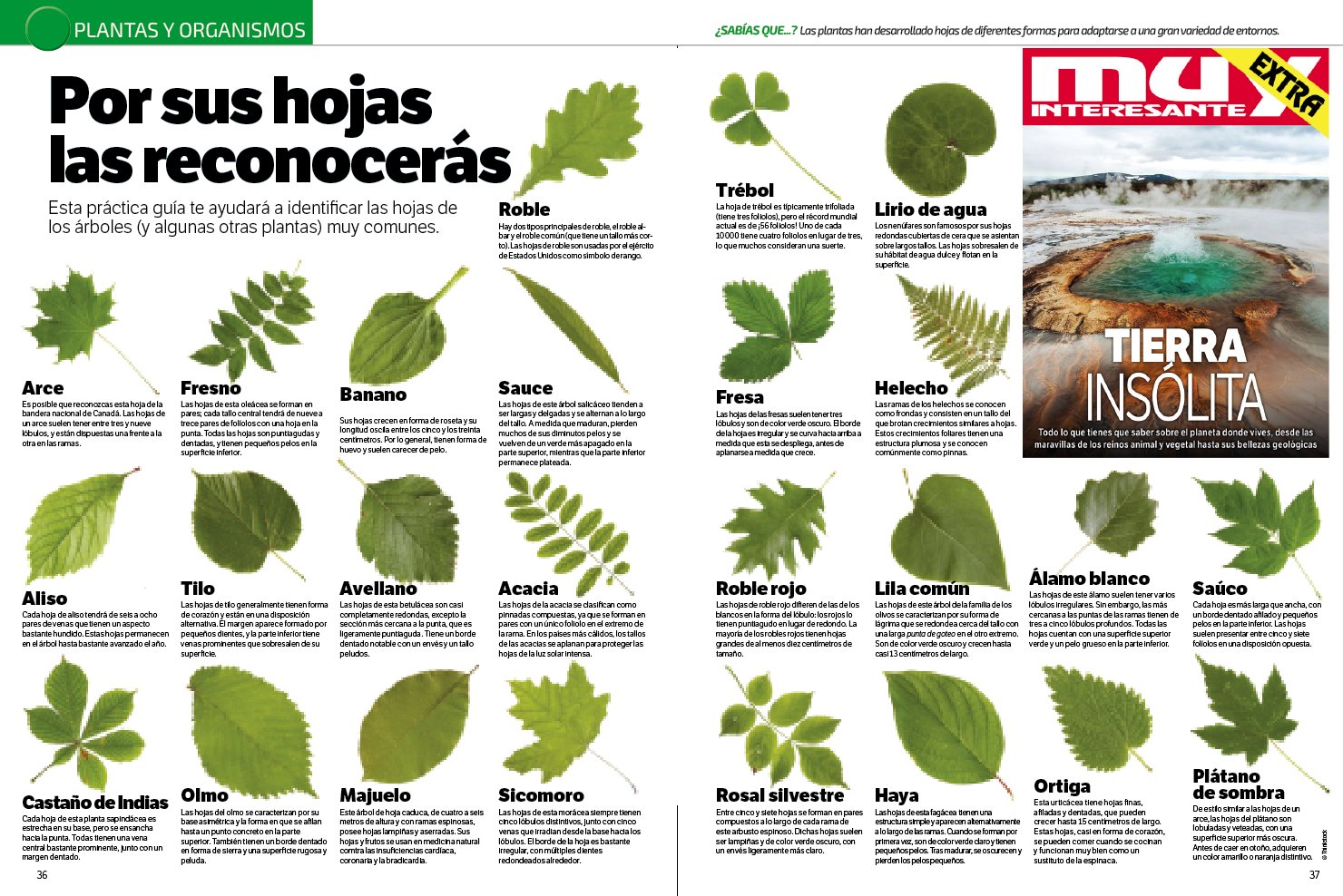 Identificar árboles Por La Forma De Las Hojas 9 Aplicaciones Para