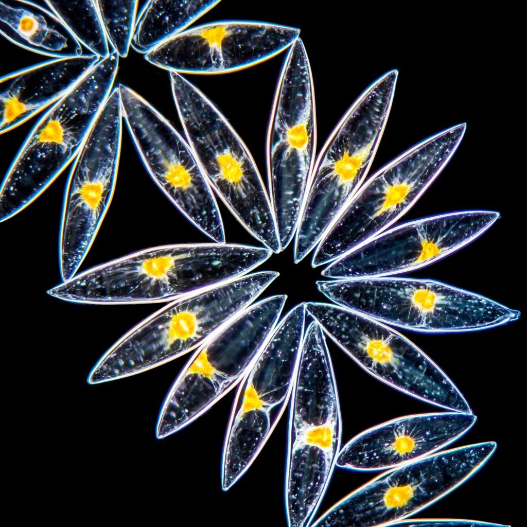 Pyrocystis Fusiformis