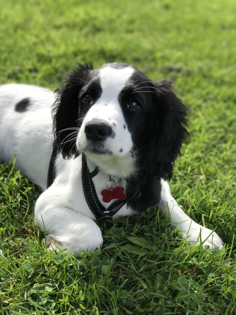 The Memorial Hall – Gallery – Wheathampstead Parish Council