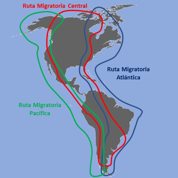 uvovenezuela on Twitter: "En América, existen tres rutas migratorias principales: la del ...