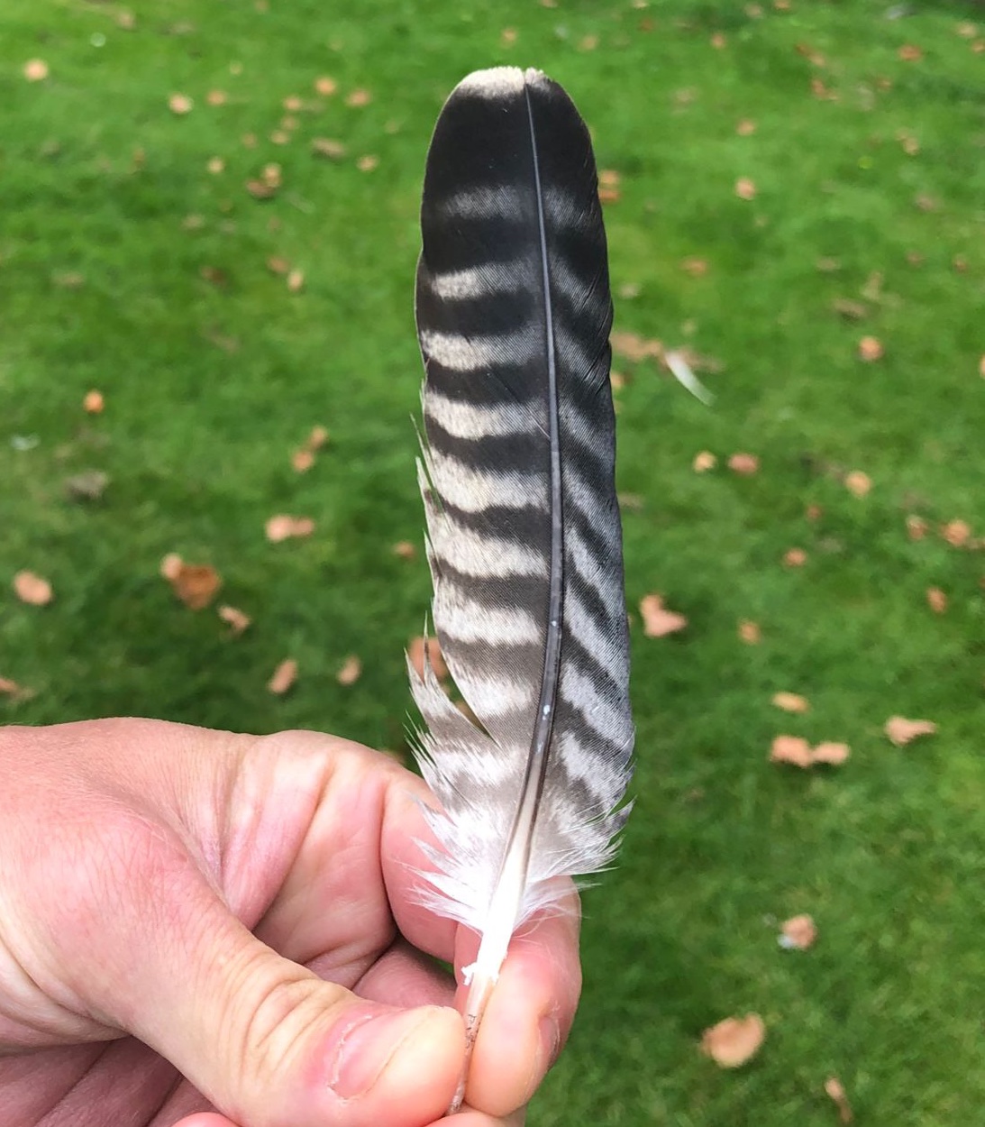Peregrine Falcon Feathers