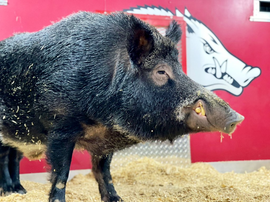 Razorback Boar Tusks