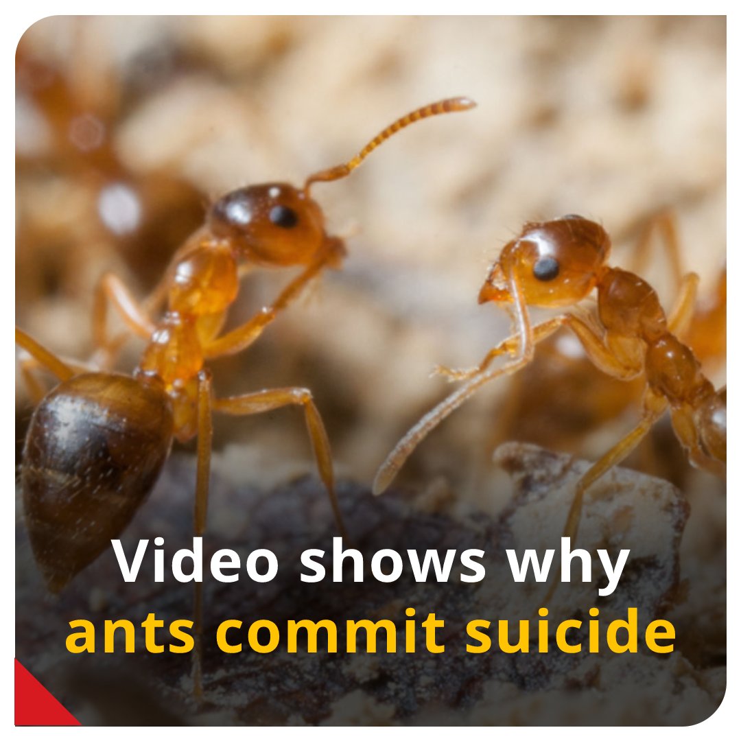 Ants Vs Ants Vidios E
