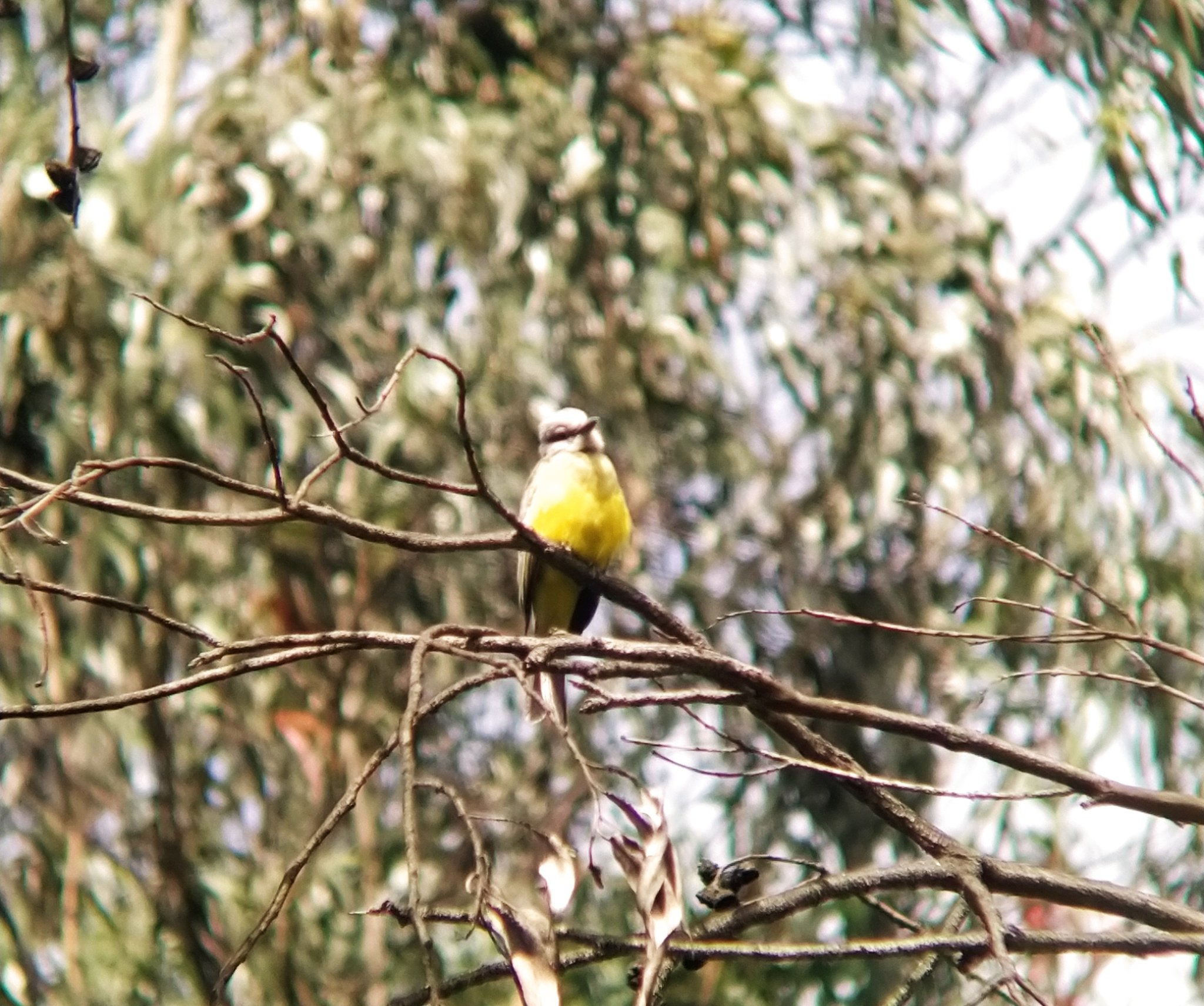 Tweets with replies by Somos Bosque (@SomosBosqueB) / Twitter