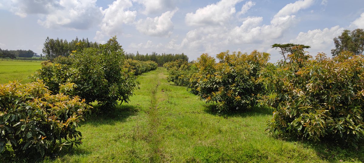 Mandefro Nigussie (@mandefro_niguss) | Twitter