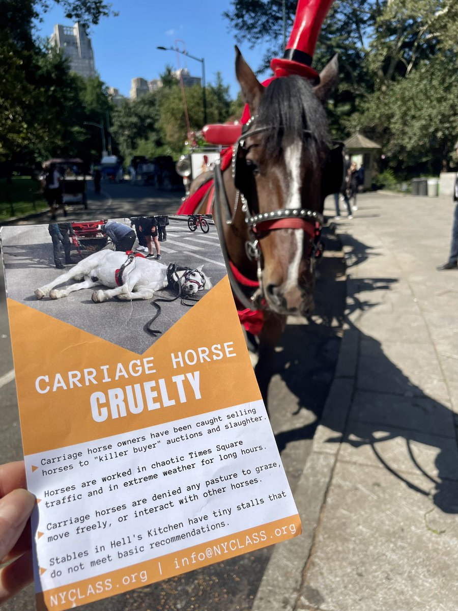 NYCLASS on Twitter: "💔There is no rest for chained, suffering NYC carriage horses on Labor Day ...