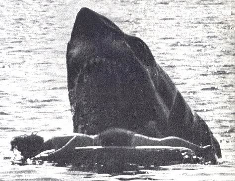 Thirty years of horror: Jaws (1975) - Movies - Quarter To Three Forums