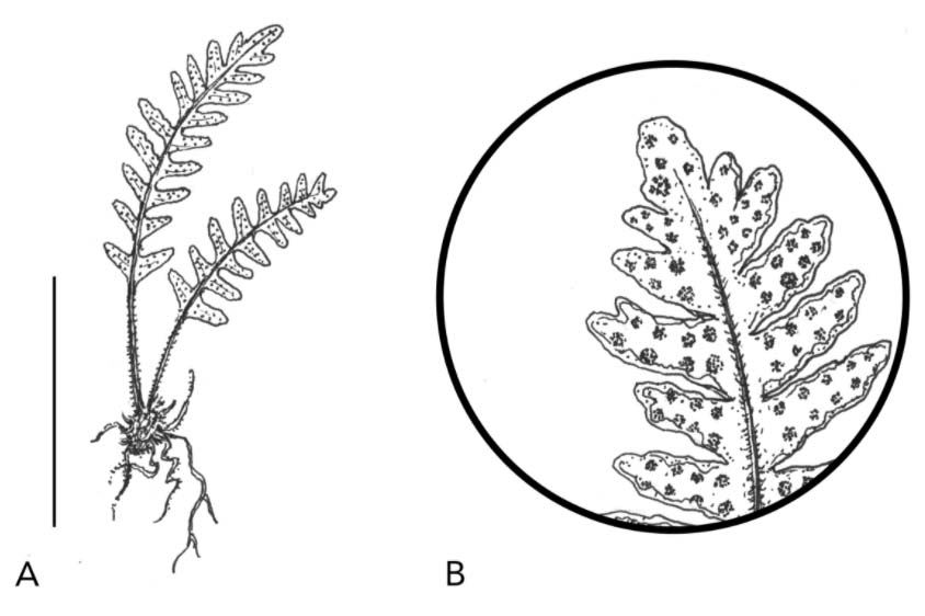 Dryopteris Diagram