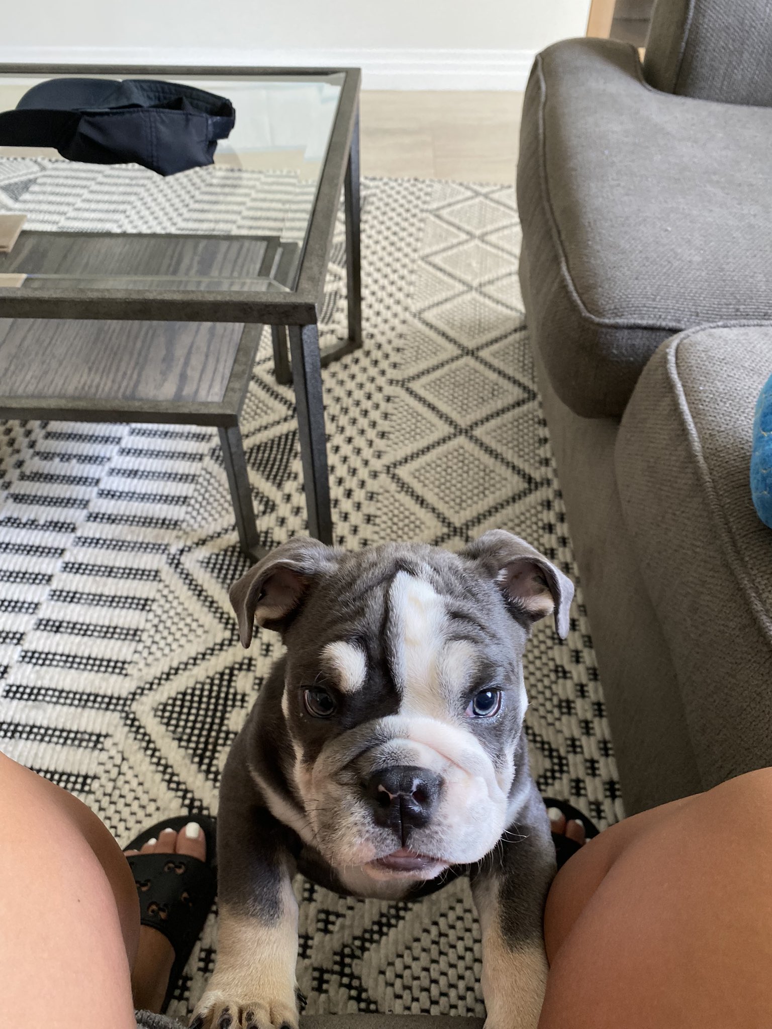 A Real Dog With Swagg