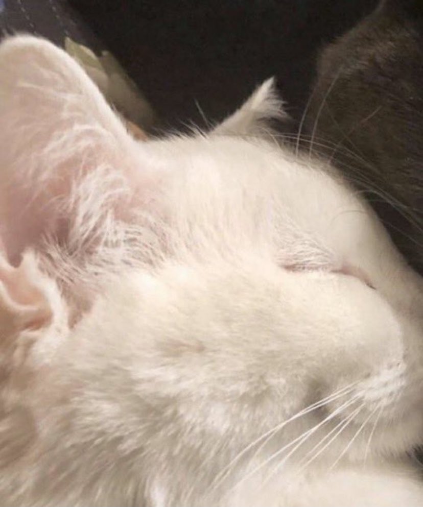 eftâl (@eftalyavuzz) | Twitter