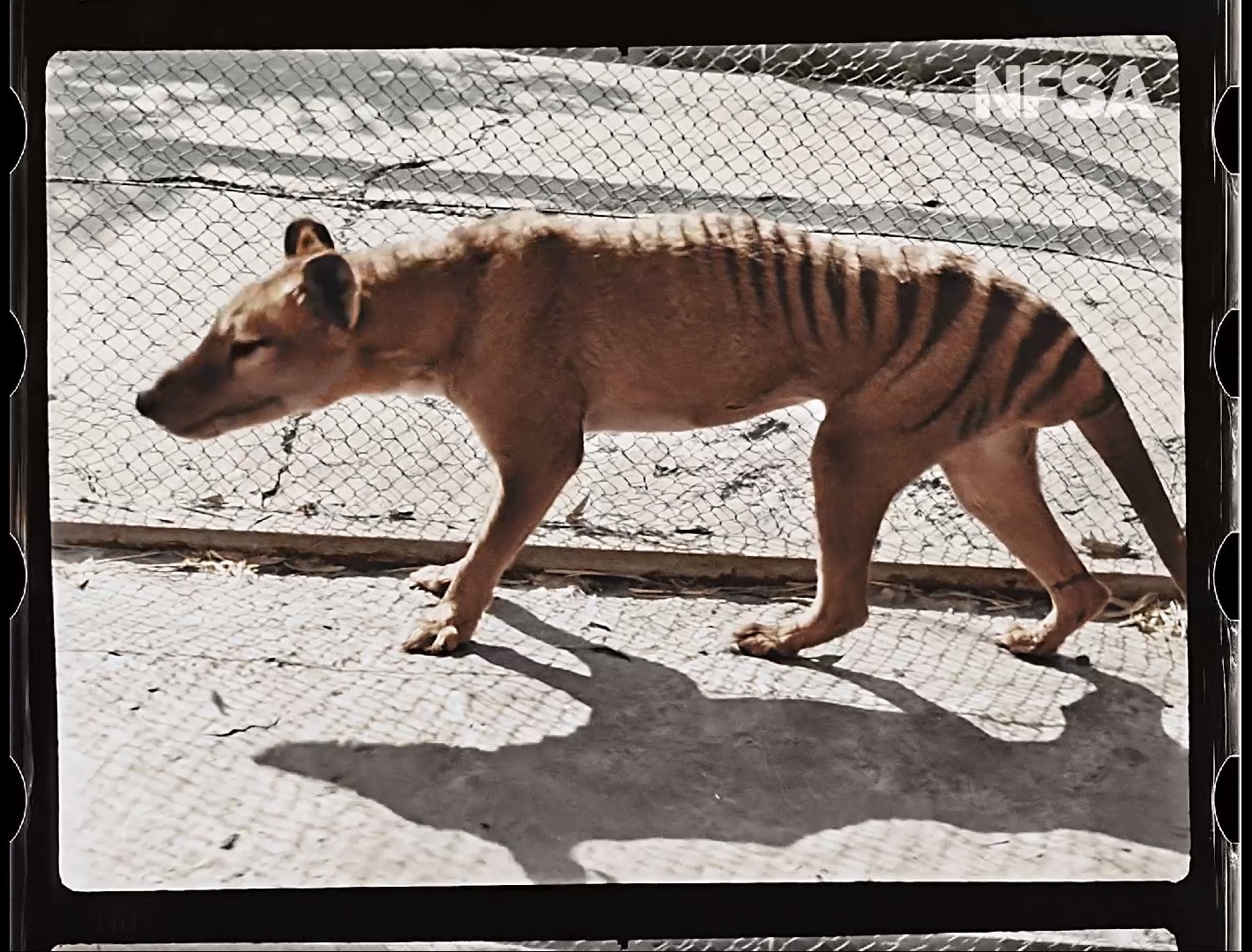 Thylacine Clone
