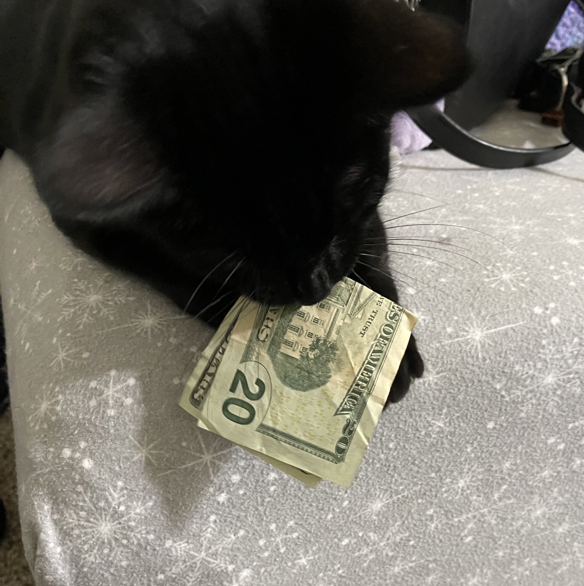 Cat With Money Tumblr
