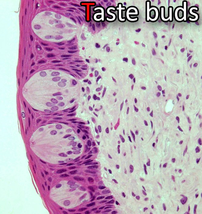 Taste Buds Slide