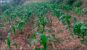 Mandefro Nigussie (@mandefro_niguss) | Twitter