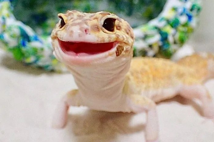 Cute Leopard Gecko Smiling