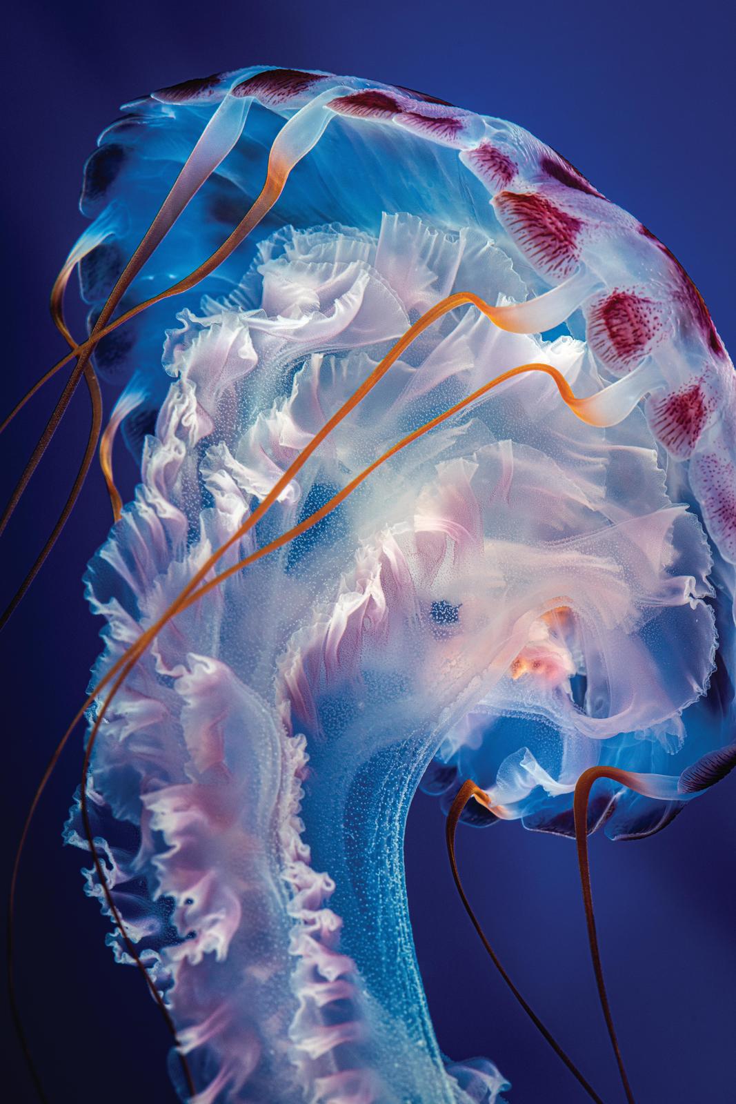 Manubrium Jellyfish