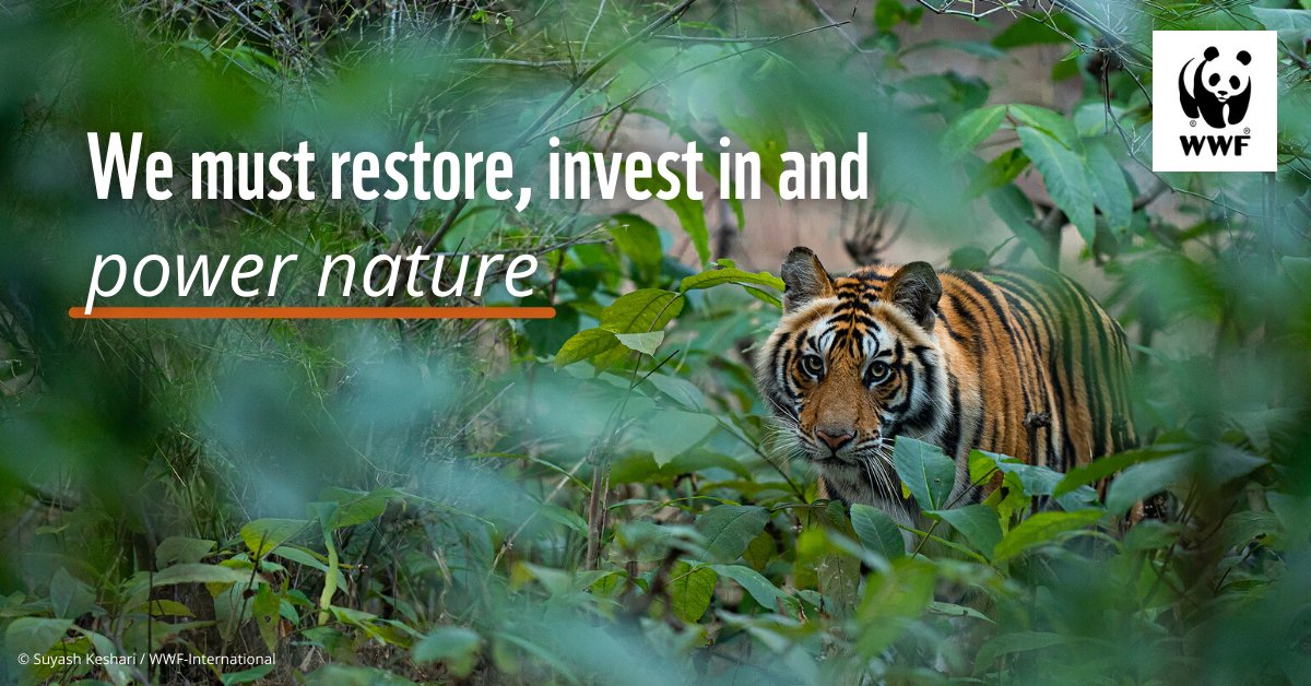 Wwf Wildlife Quotes