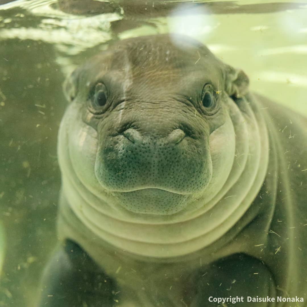 NIFREL | 日本最大級のSNS映え観光情報 スナップレイス